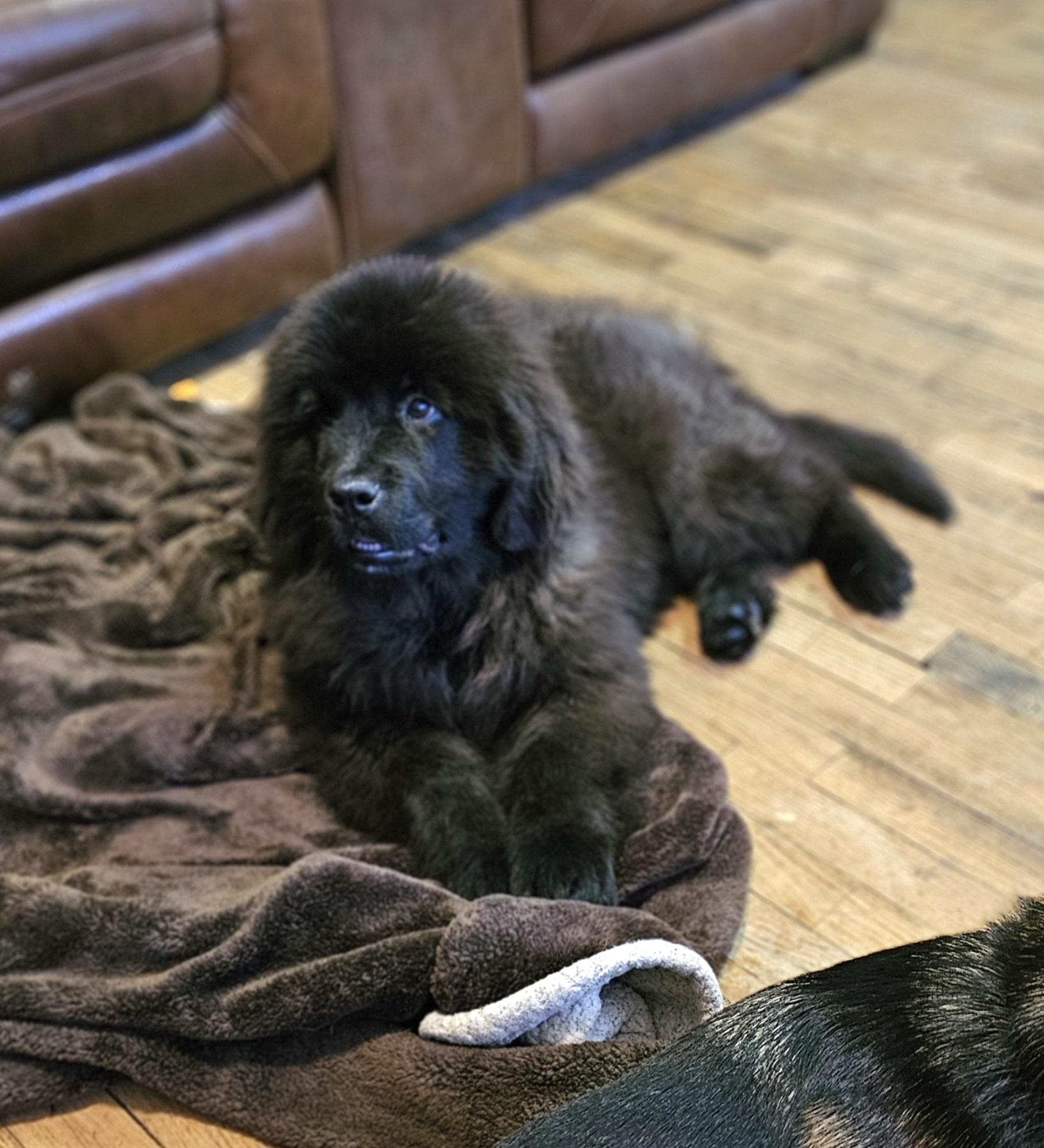 Pups Available – Gentle Giant Newfoundlands