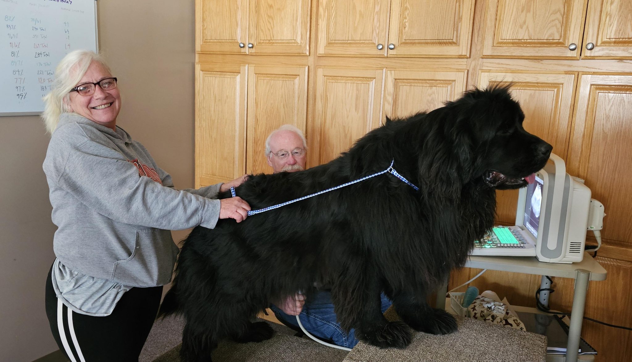 Pups Available – Gentle Giant Newfoundlands