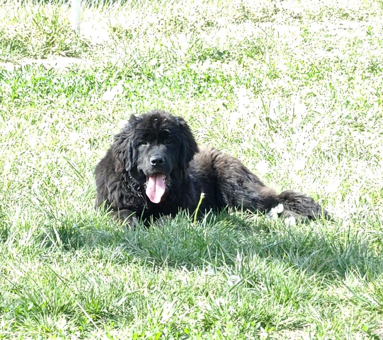 Pups Available – Gentle Giant Newfoundlands